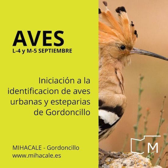 Taller de identificación de aves urbanas y esteparias, desde el ...